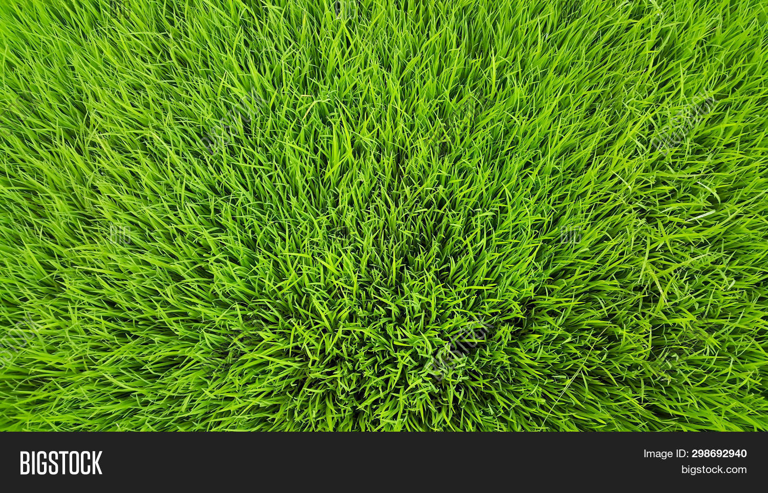 Rice Field Green Grass Image & Photo (Free Trial) | Bigstock
