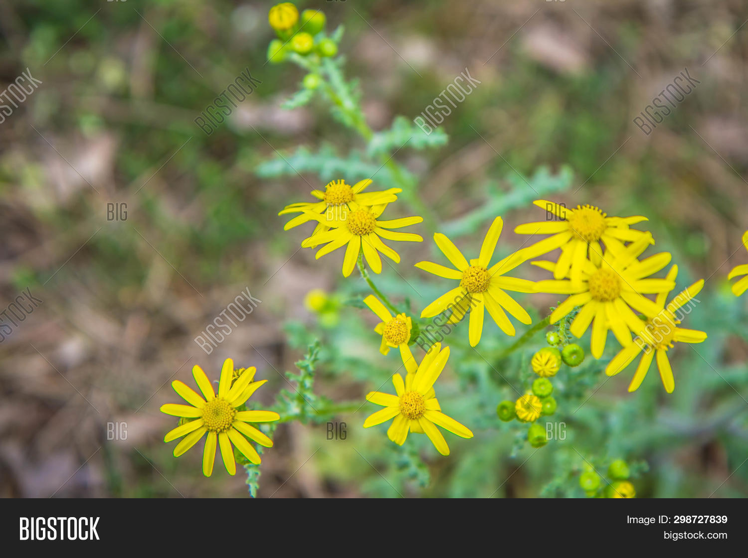 Senecio Squalidus Image & Photo (Free Trial) | Bigstock