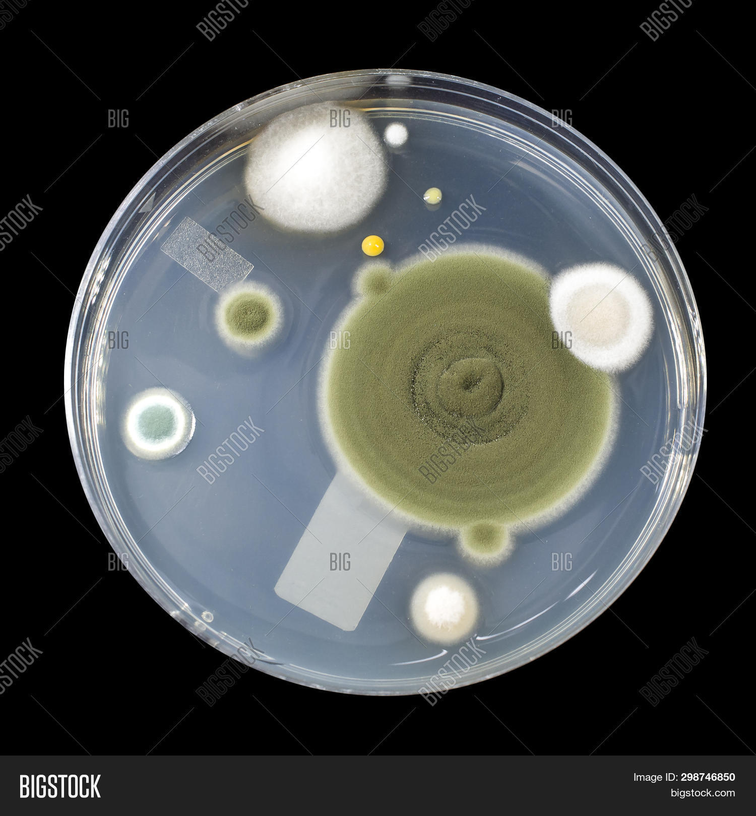 Colonies Mold Fungi Image & Photo (Free Trial) | Bigstock