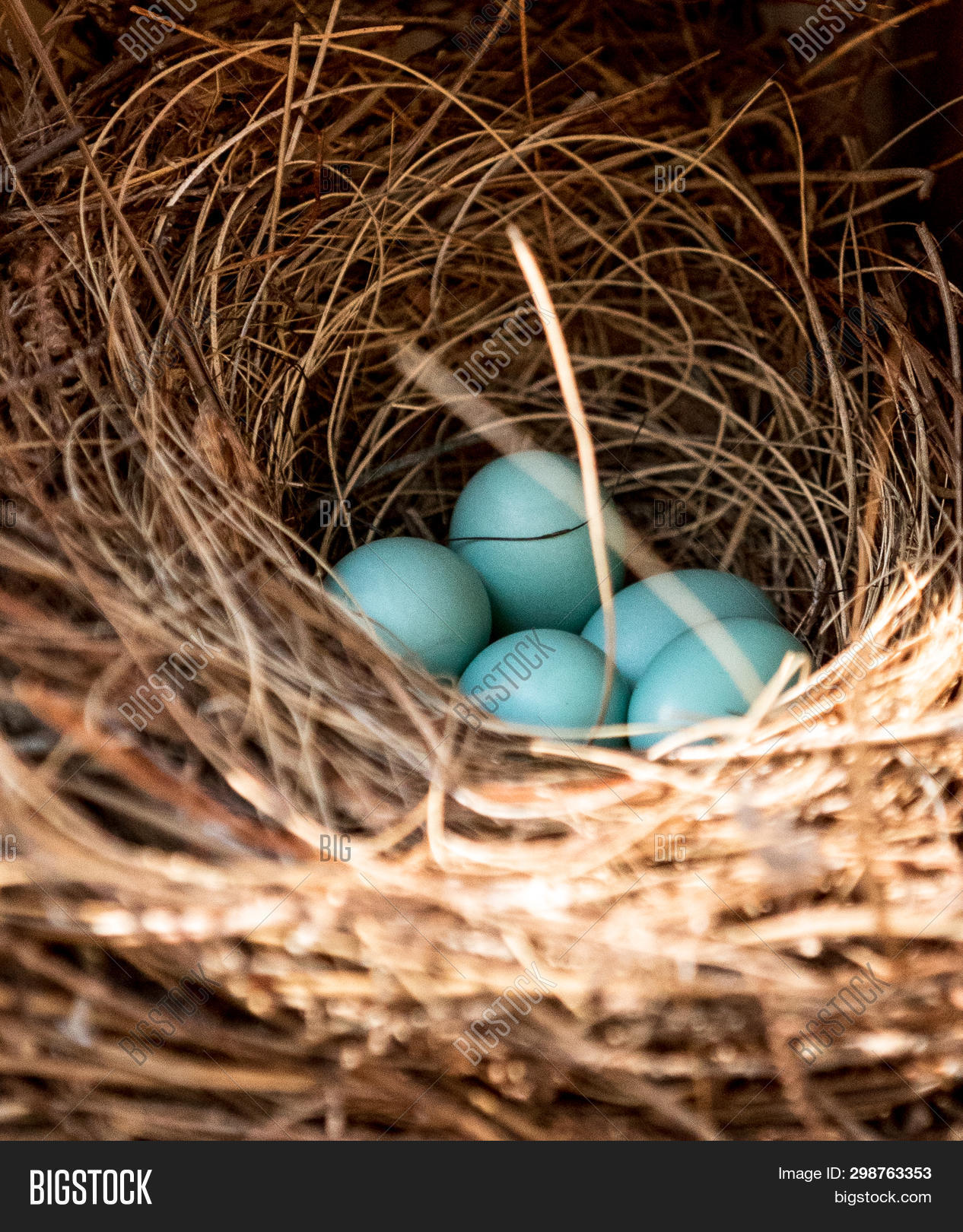 Blue Eggs Eastern Image & Photo (Free Trial) | Bigstock