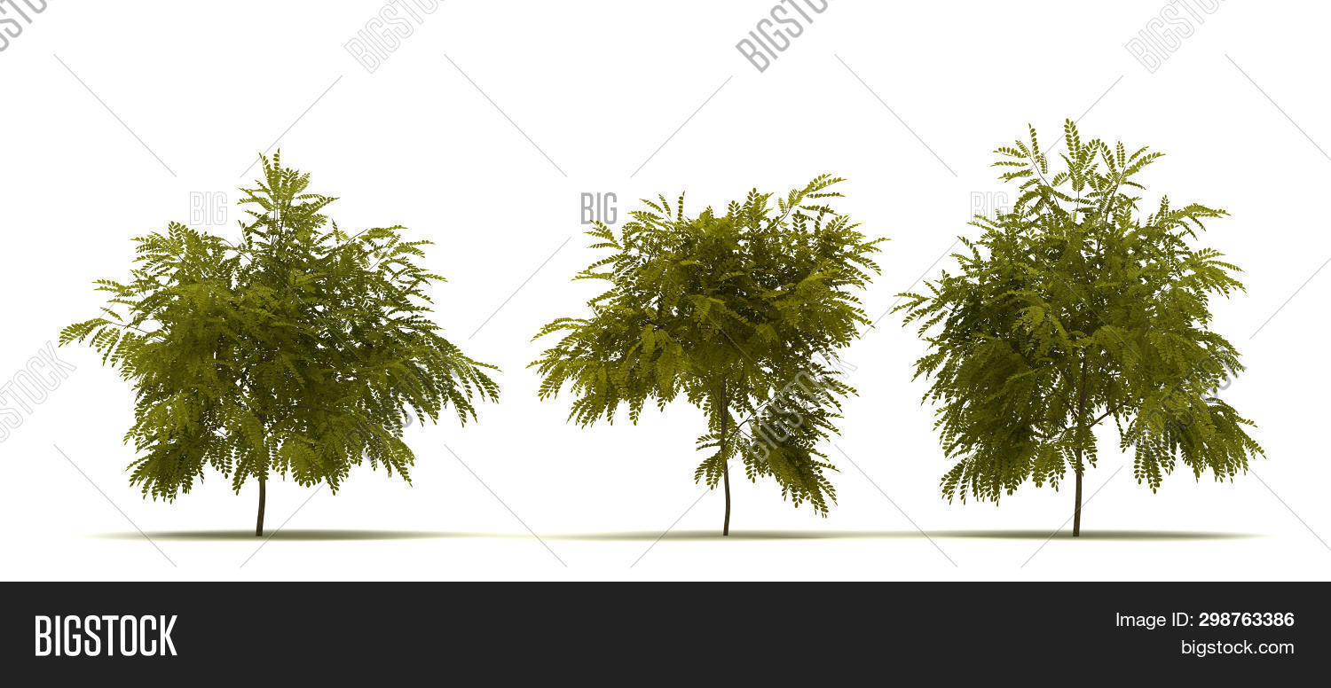 Single Robinia Image & Photo (Free Trial) | Bigstock