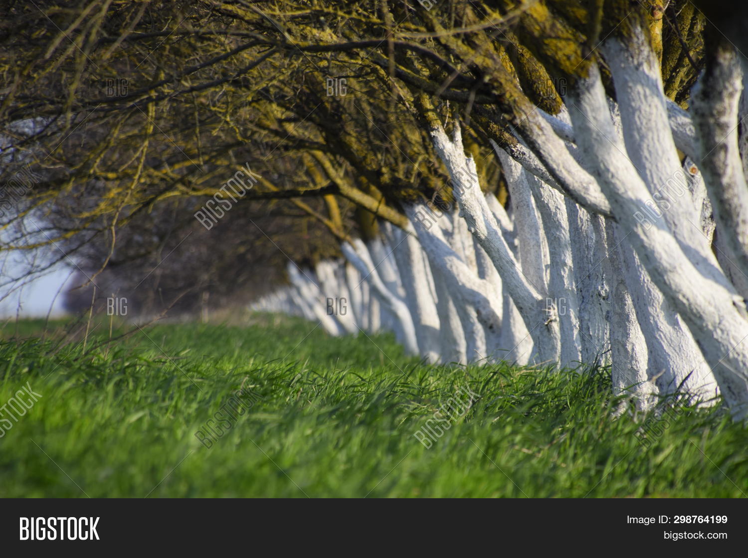 Whitewashed Tree Image & Photo (Free Trial) | Bigstock