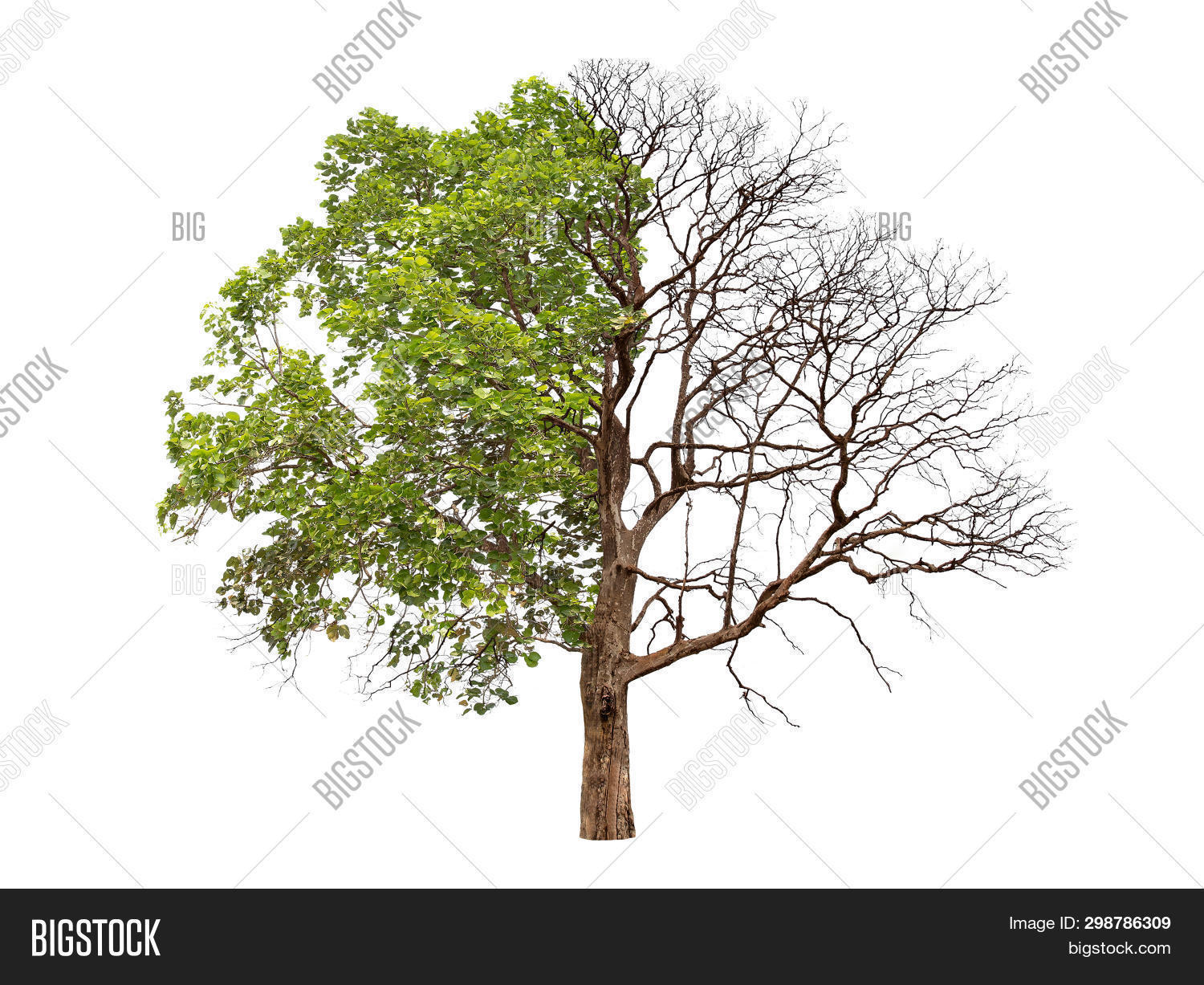 Concept Doubleness. Image & Photo (Free Trial) | Bigstock
