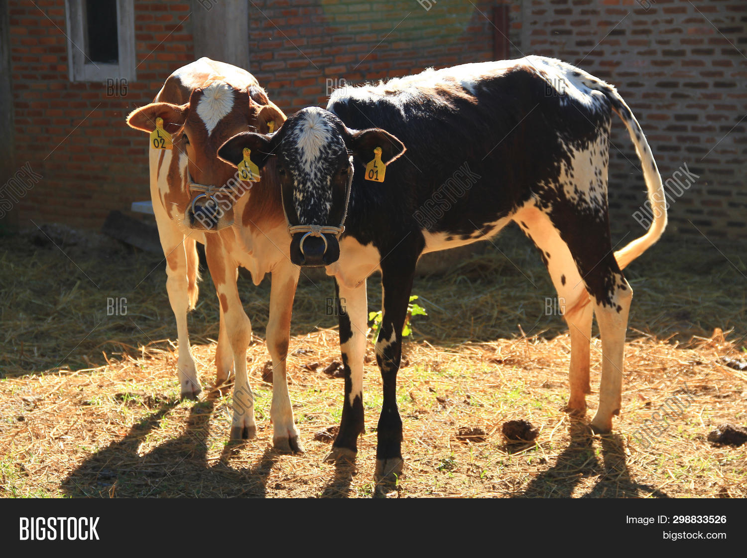 Cows Live Stall Farm. Image & Photo (Free Trial) | Bigstock