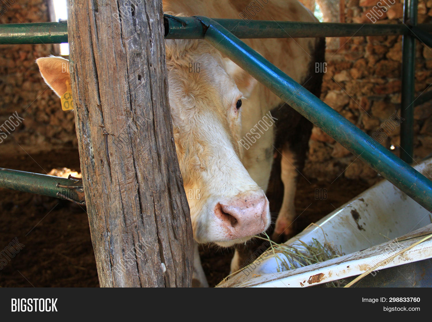 Cows Live Stall Farm. Image & Photo (Free Trial) | Bigstock