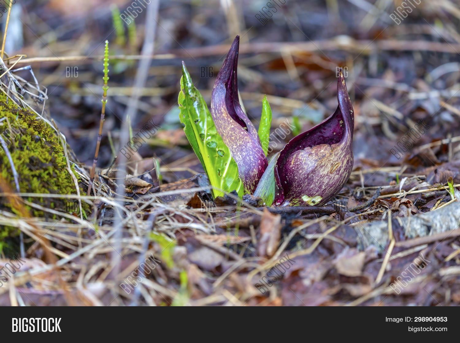 Eastern Skunk Cabbage Image & Photo (Free Trial) | Bigstock