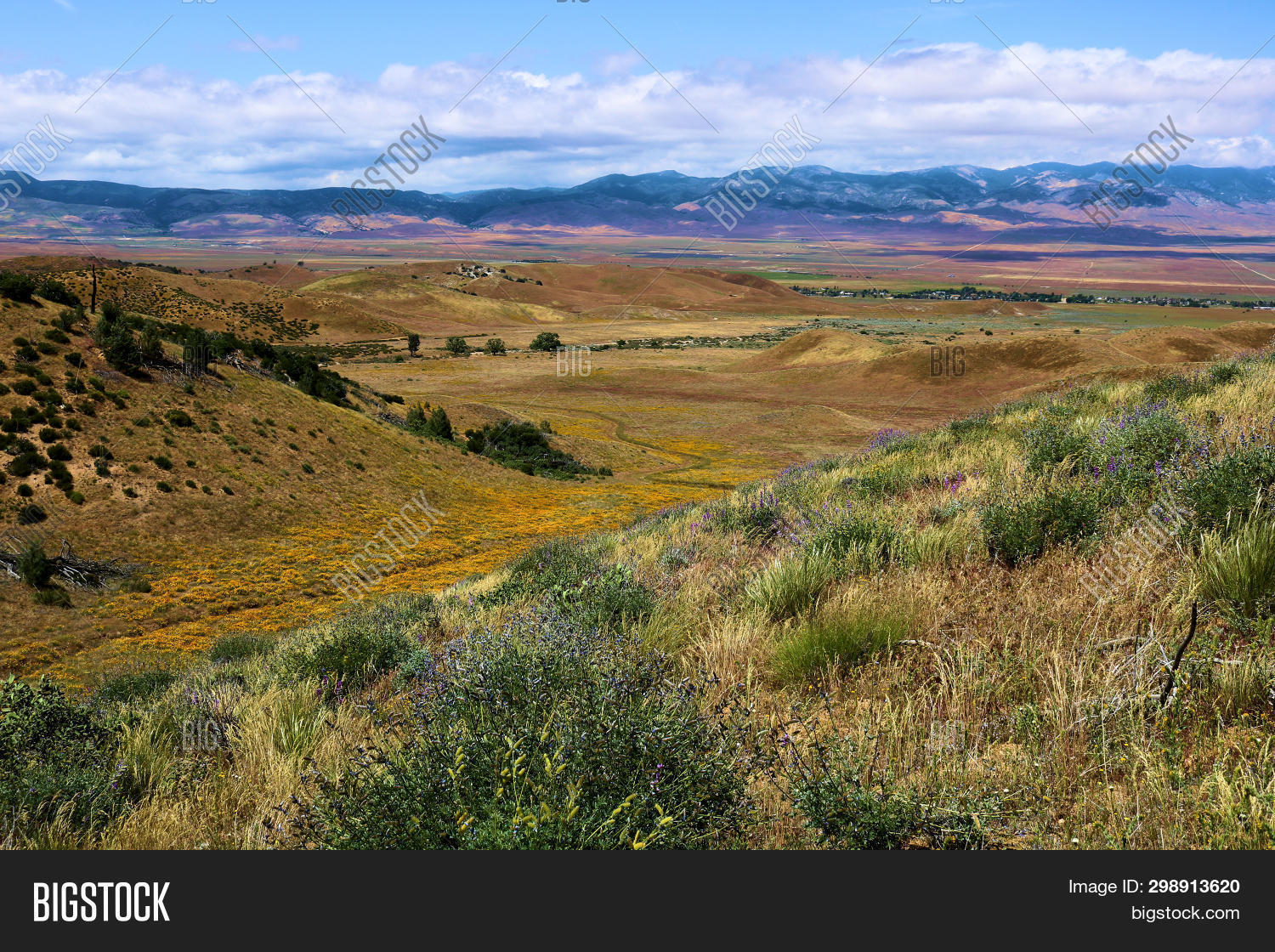 Chaparral Plants Image & Photo (Free Trial) | Bigstock