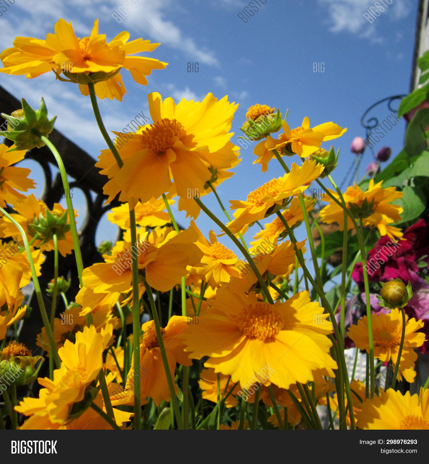 Yellow Coreopsis Image & Photo (Free Trial) | Bigstock