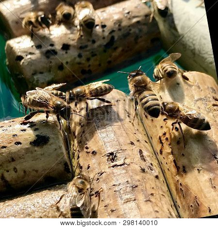 Winged Domestic Bees Image & Photo (Free Trial) | Bigstock