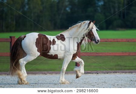 Irish Cob Stallion Image & Photo (Free Trial) | Bigstock