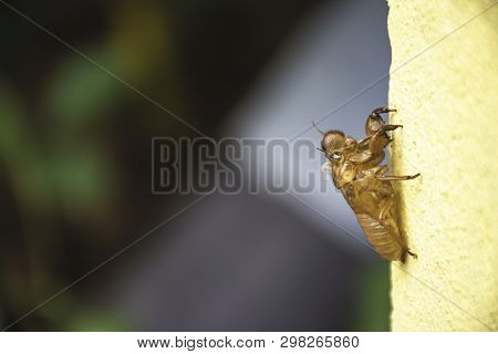 Shell Cicada Shed Image & Photo (Free Trial) | Bigstock