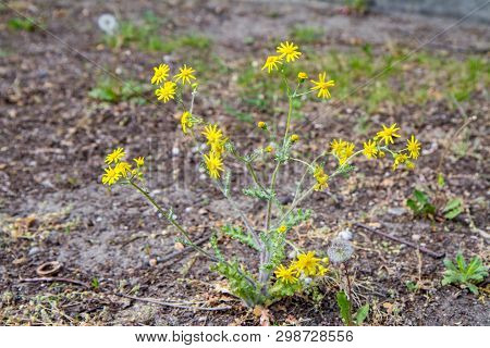 Senecio Squalidus Image & Photo (Free Trial) | Bigstock