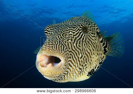 Puffer Fish Underwater Image & Photo (Free Trial) | Bigstock