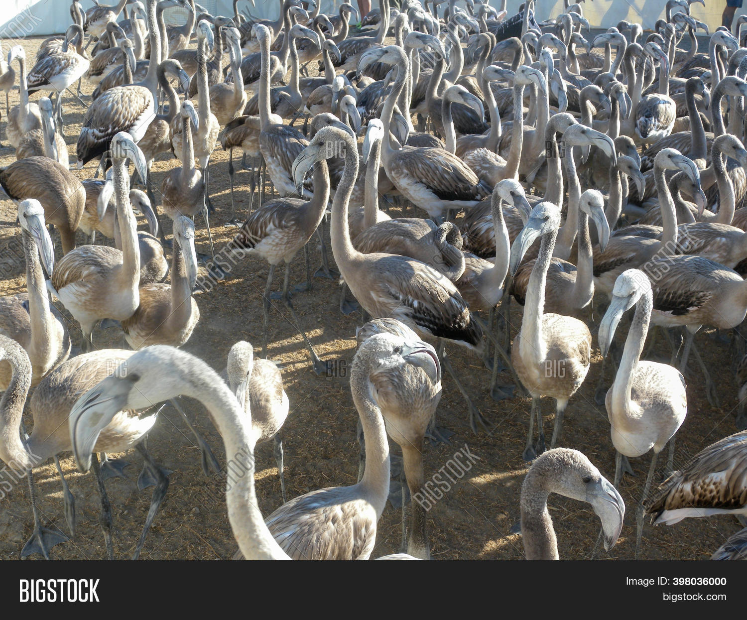 Pink Flamingo Chickens Image & Photo (Free Trial) | Bigstock