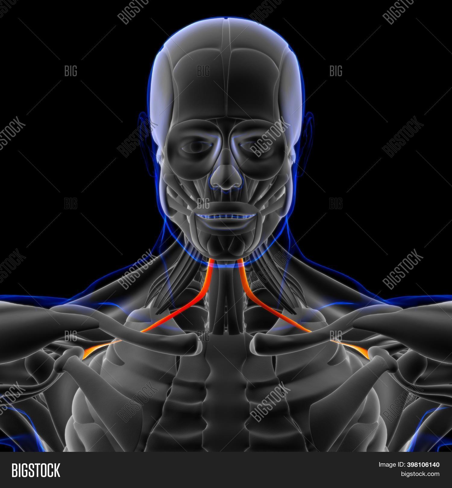 Omohyoideus Muscle Image & Photo (Free Trial) | Bigstock