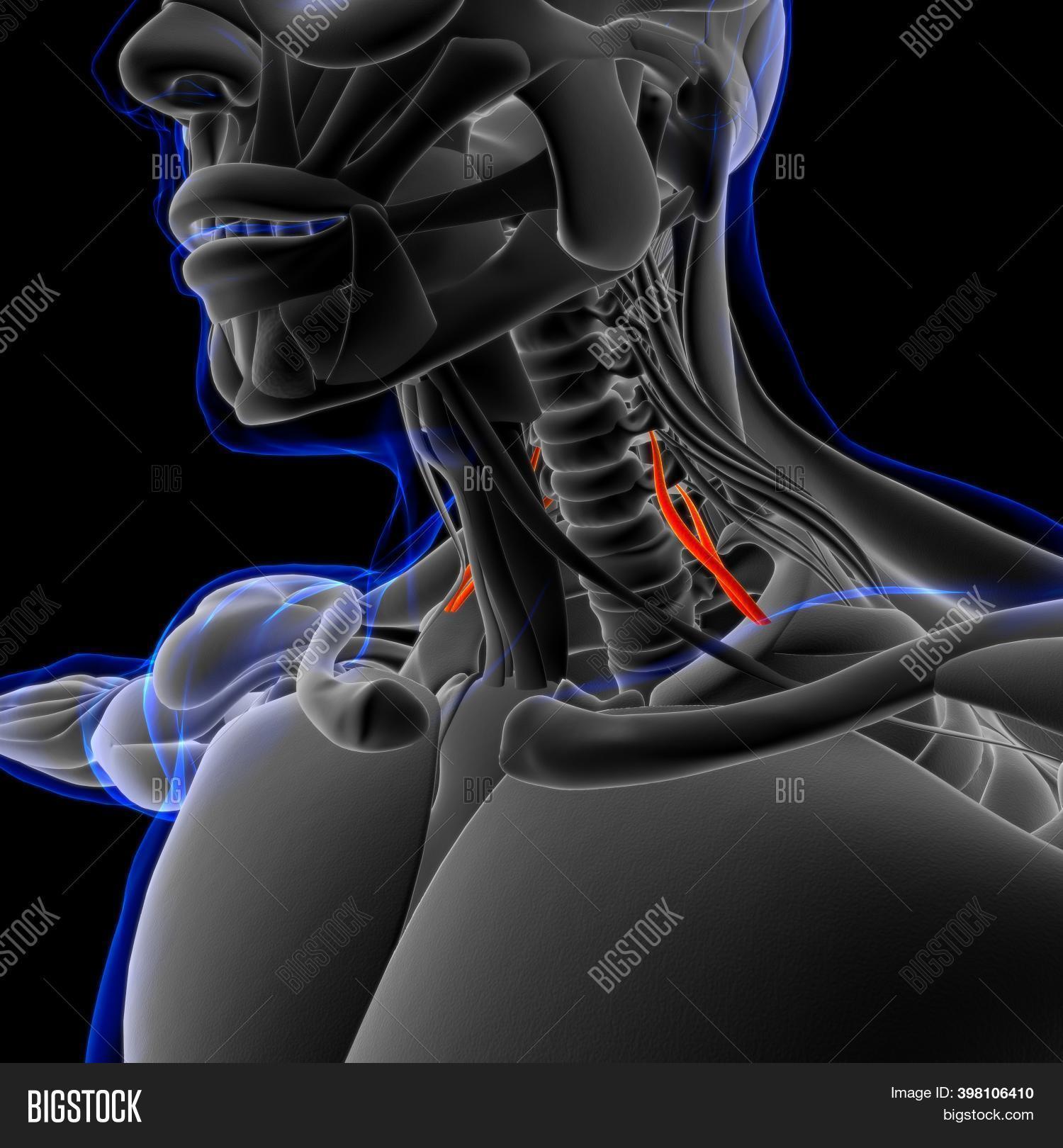 Scalenus Anterior Image & Photo (Free Trial) | Bigstock