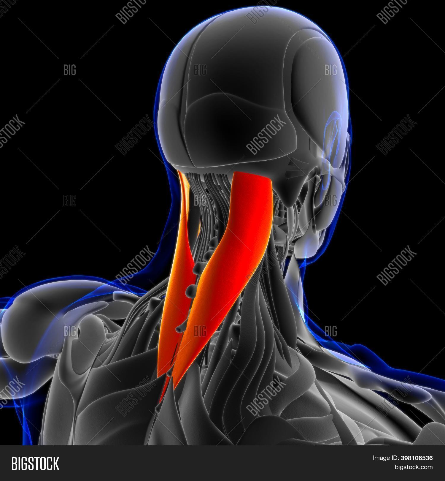 Splenius Capitus Image & Photo (Free Trial) | Bigstock