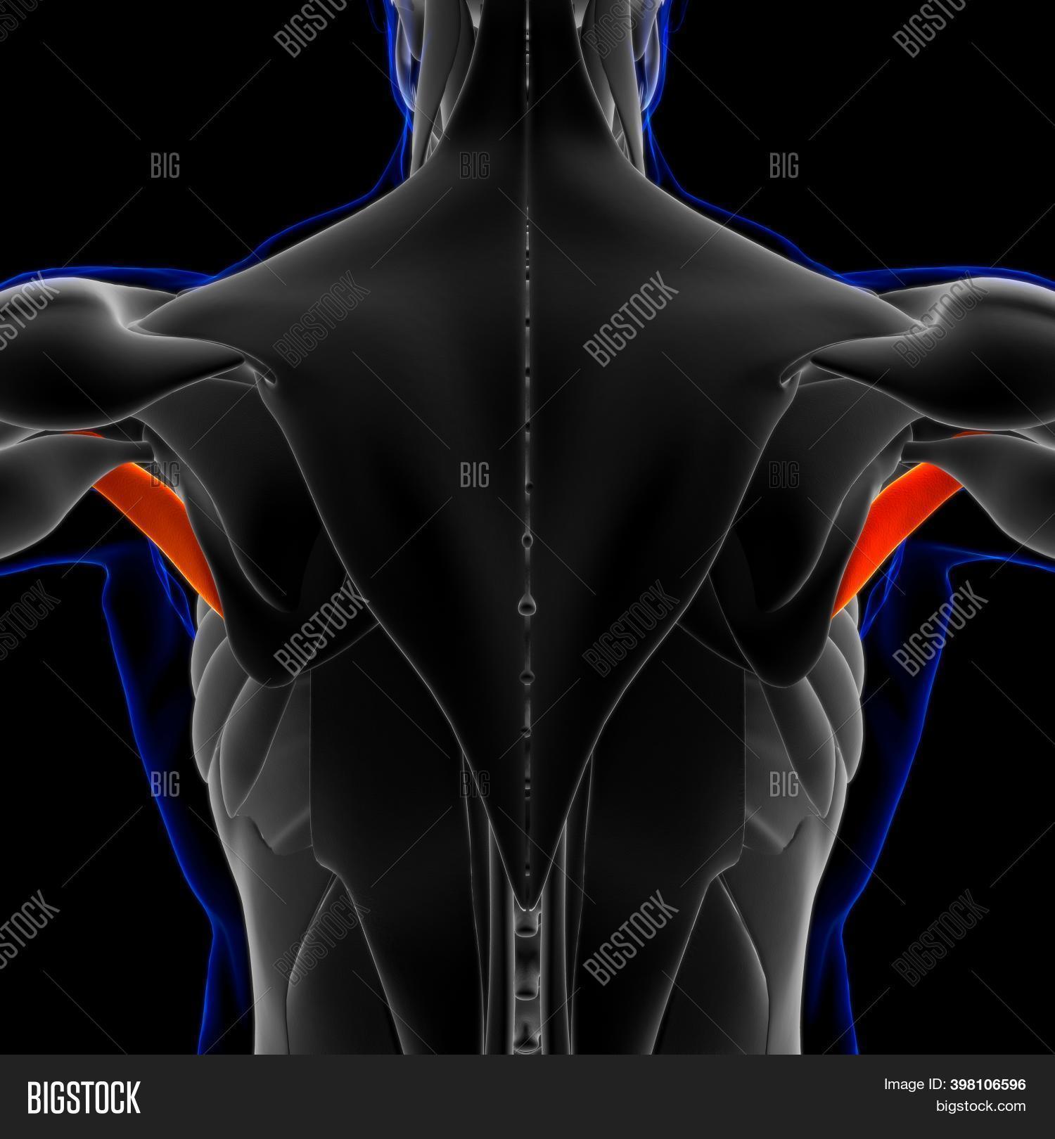 Teres Major Muscle Image & Photo (Free Trial) | Bigstock