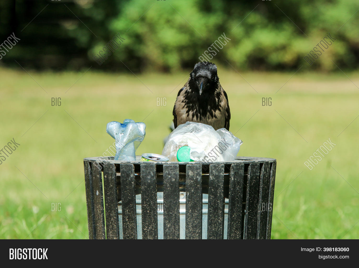 Picture Hungry Crow Image & Photo (Free Trial) | Bigstock