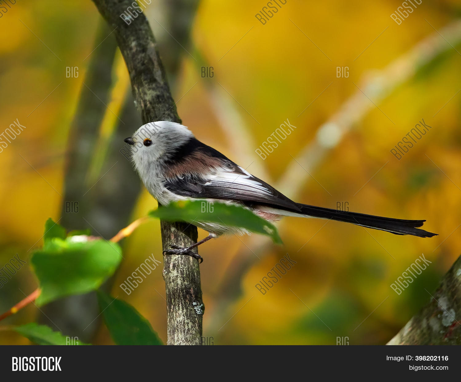 Long Tailed Tit Image & Photo (Free Trial) | Bigstock