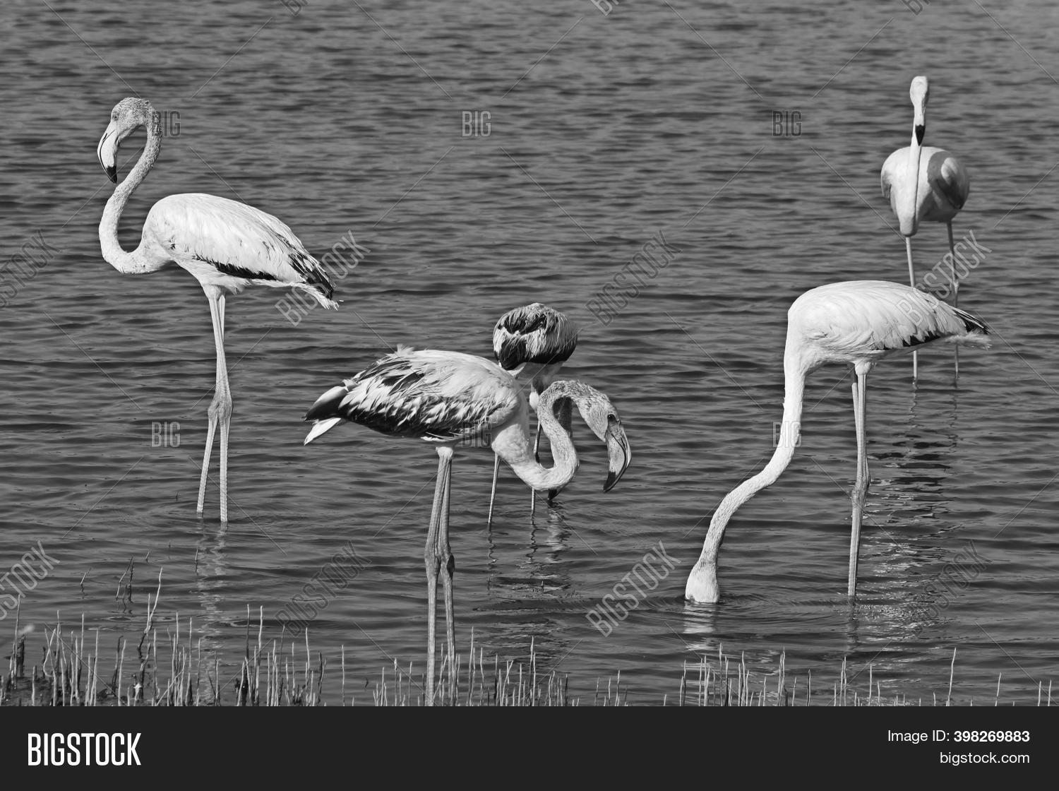 Greater Flamingo Most Image & Photo (Free Trial) | Bigstock
