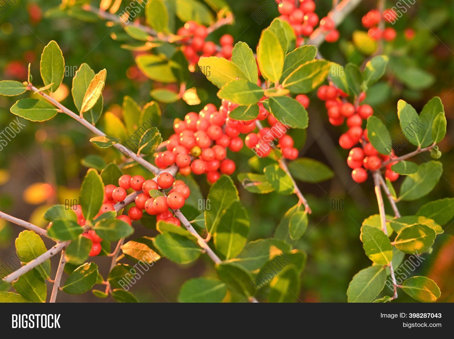 Bright Red Clusters Image & Photo (Free Trial) | Bigstock