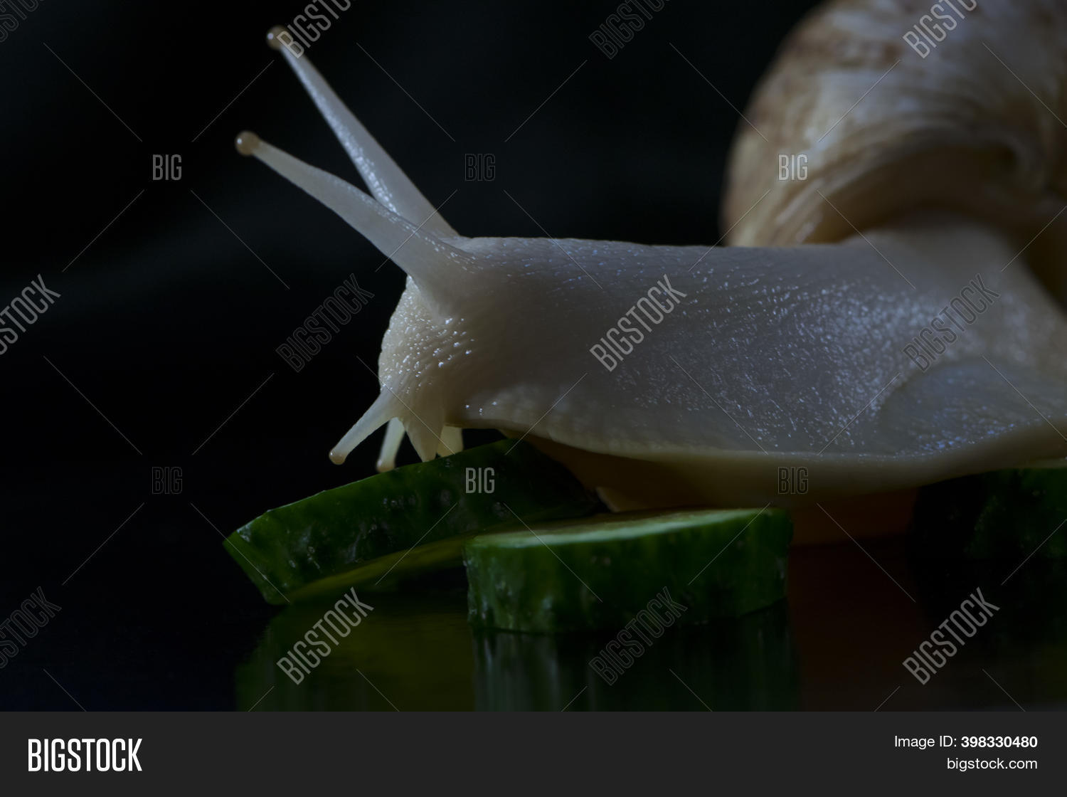 Snail Cucumber On Image & Photo (Free Trial) | Bigstock