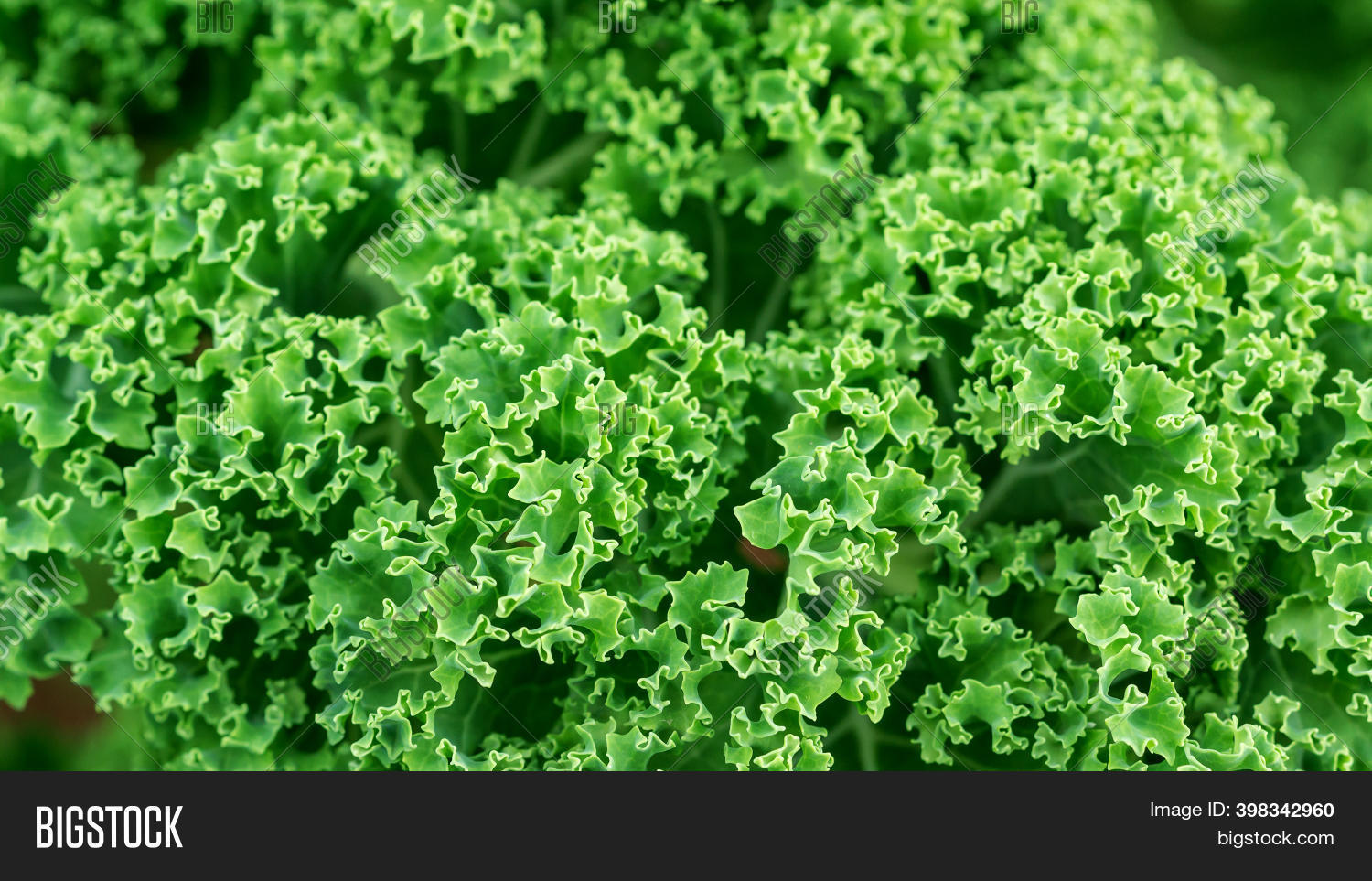 Close Green Curly Kale Image & Photo (Free Trial) | Bigstock