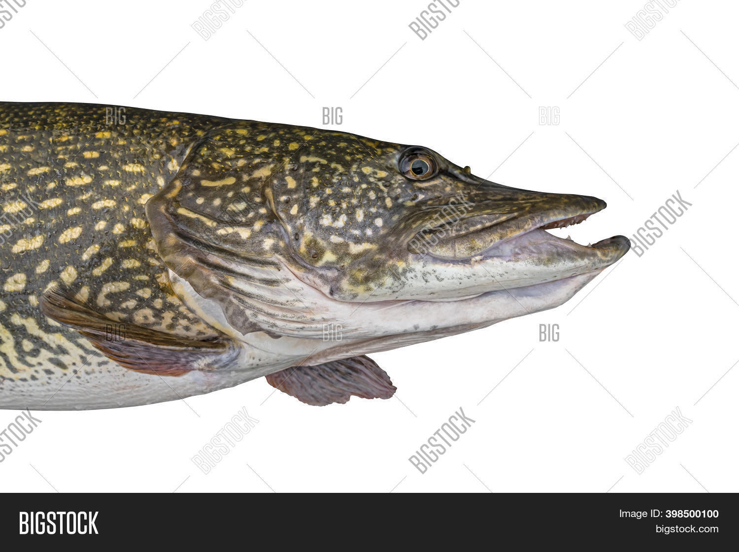 Pike. Head Live Fish Image & Photo (Free Trial) | Bigstock