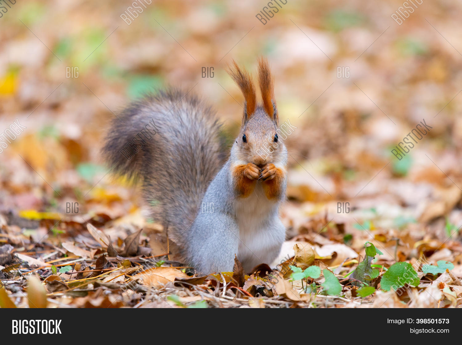 Squirrel Autumn Park Image & Photo (Free Trial) | Bigstock