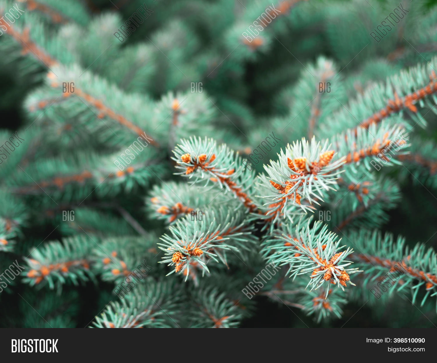 Beautiful Evergreen Image & Photo (Free Trial) | Bigstock