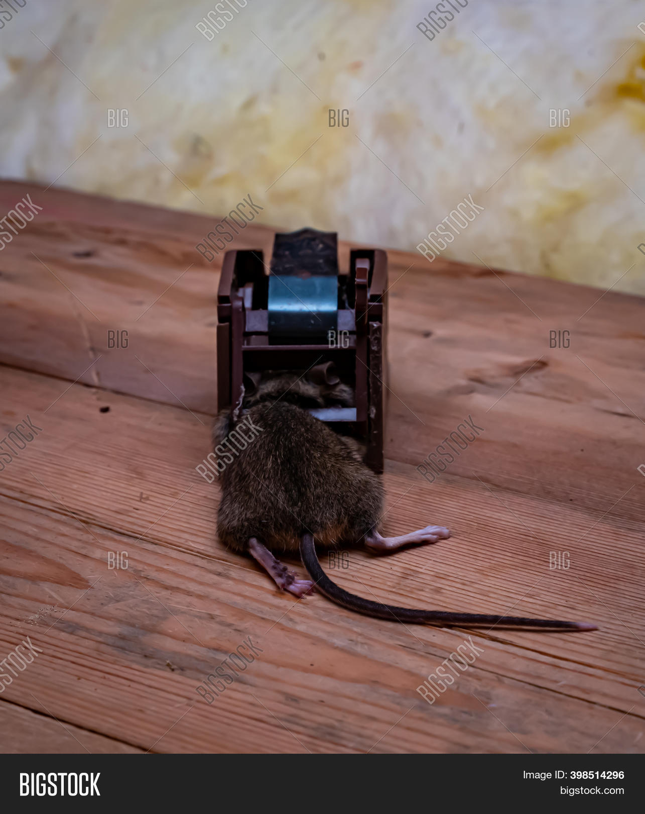 Dead Brown House Mouse Image & Photo (Free Trial) | Bigstock
