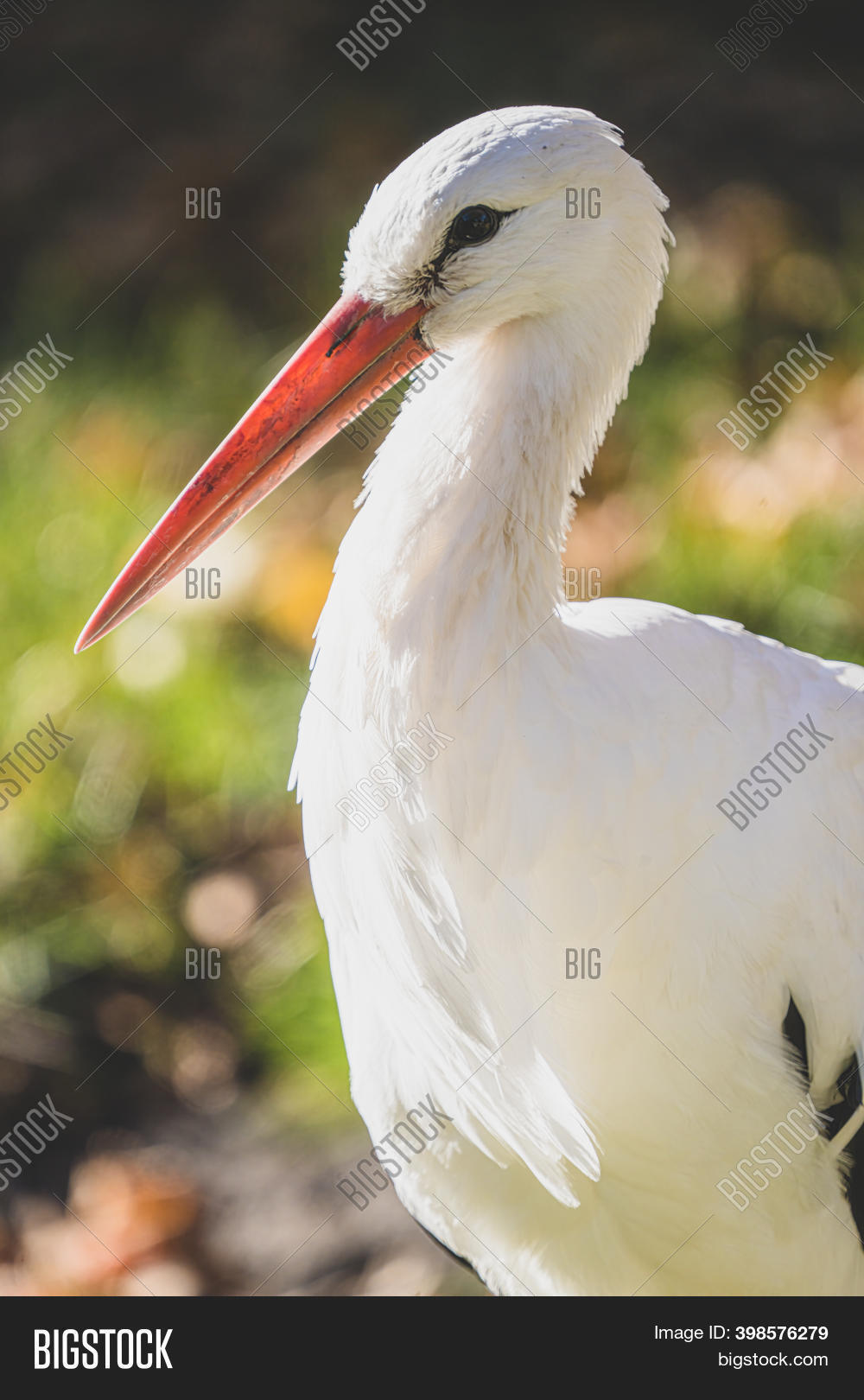 White Stork Feeding On Image & Photo (Free Trial) | Bigstock