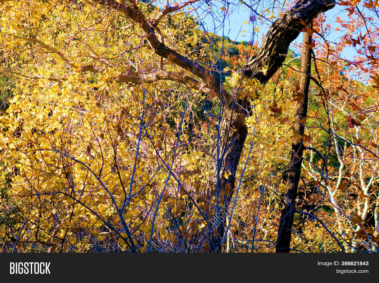 Willow Cottonwood Image & Photo (Free Trial) | Bigstock