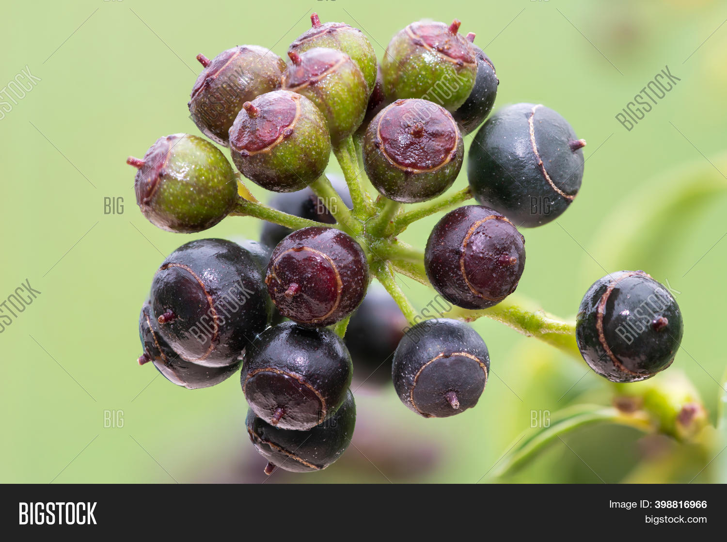 Common Ivy (hedera Image & Photo (Free Trial) | Bigstock
