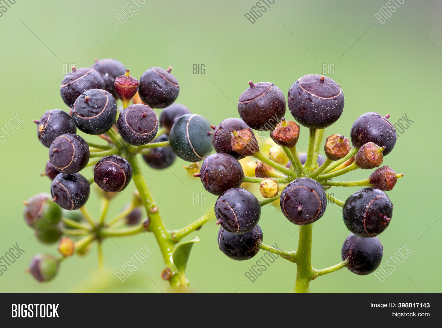 Common Ivy (hedera Image & Photo (Free Trial) | Bigstock