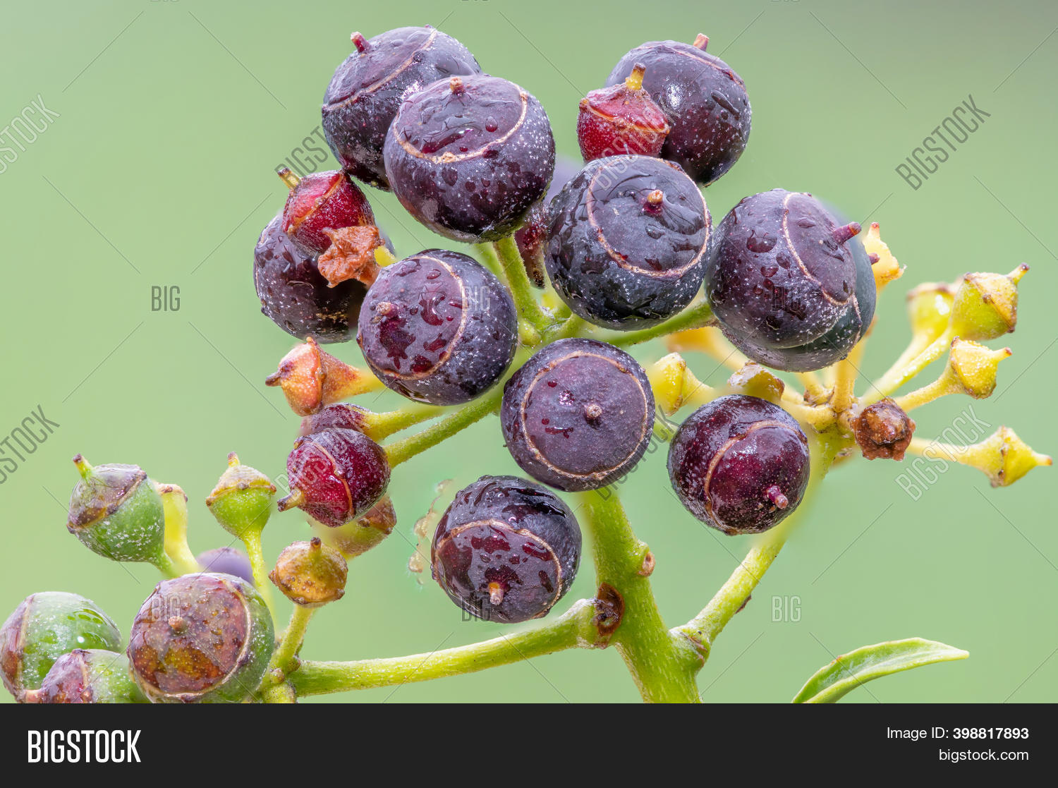 Common Ivy (hedera Image & Photo (Free Trial) | Bigstock