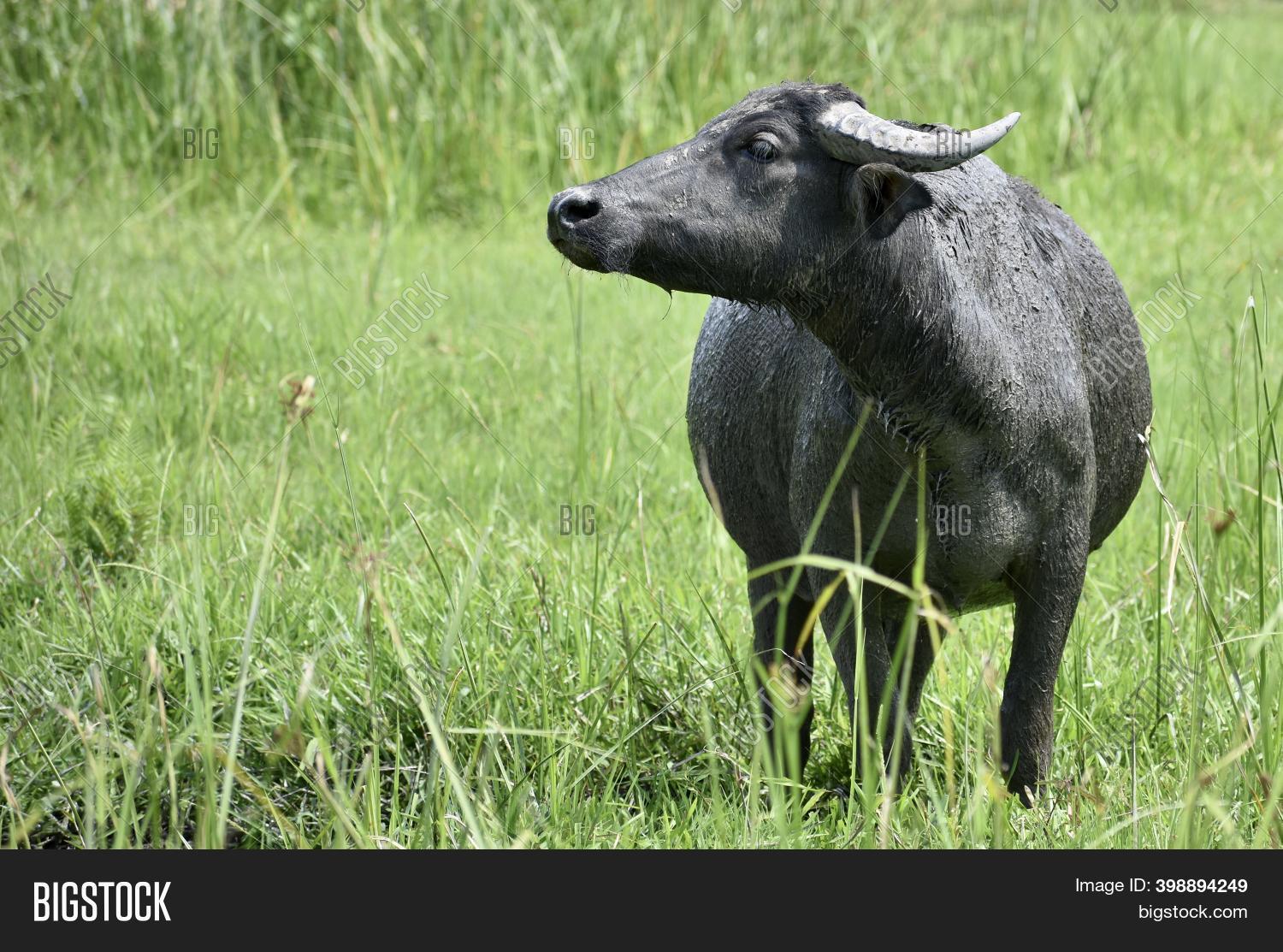 Water Buffalo Standing Image & Photo (Free Trial) | Bigstock