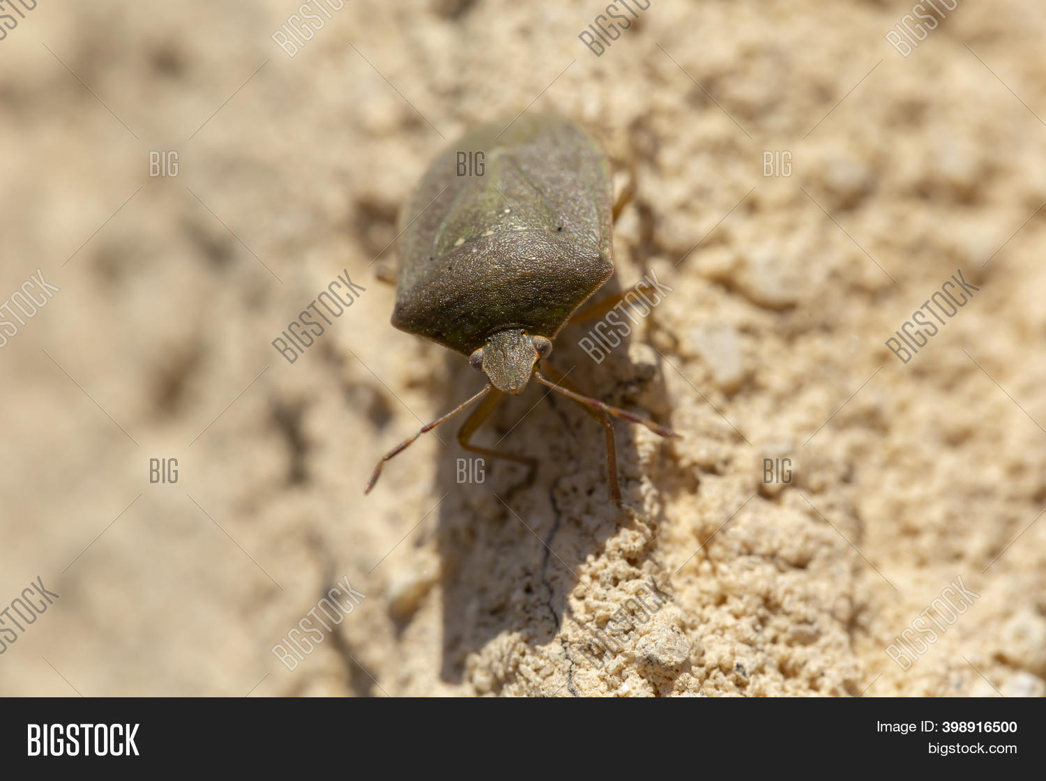 Macro Image Forest Bug Image & Photo (Free Trial) | Bigstock