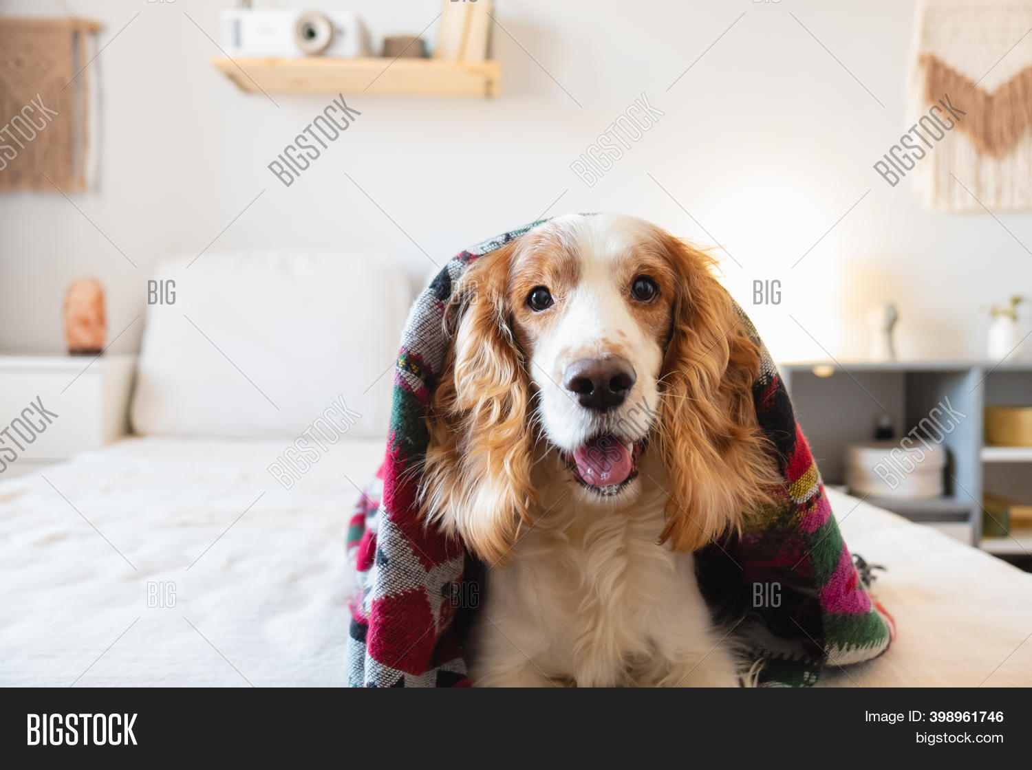 Portrait Happy Spaniel Image & Photo (Free Trial) | Bigstock
