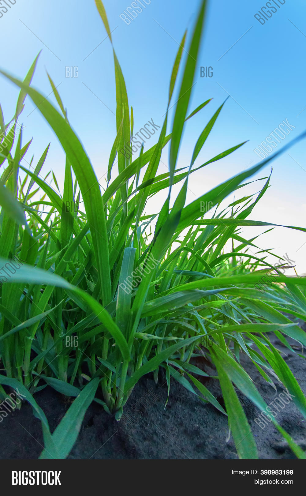 Young Wheat Seedlings Image & Photo (Free Trial) | Bigstock