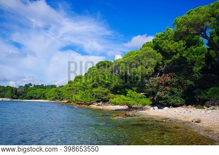 Golden Cape Forest Image & Photo (Free Trial) | Bigstock