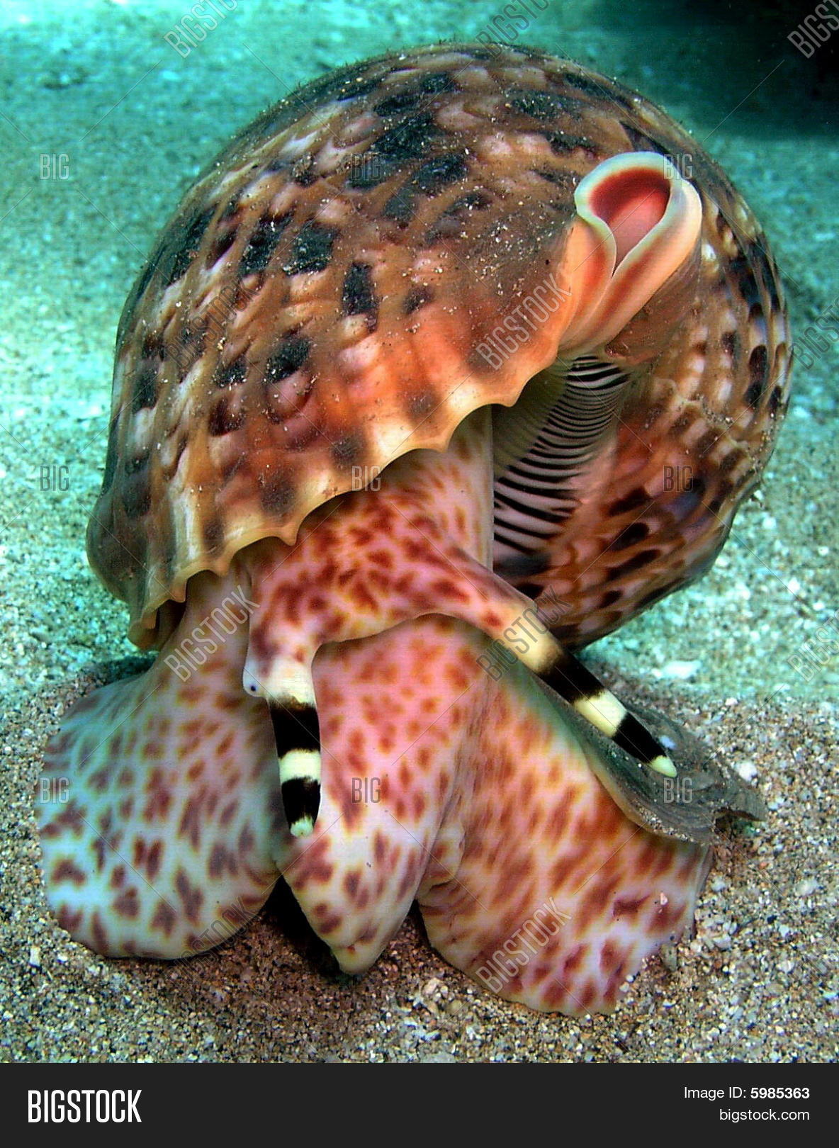 Trident Trumpet Facing Image & Photo (Free Trial) | Bigstock