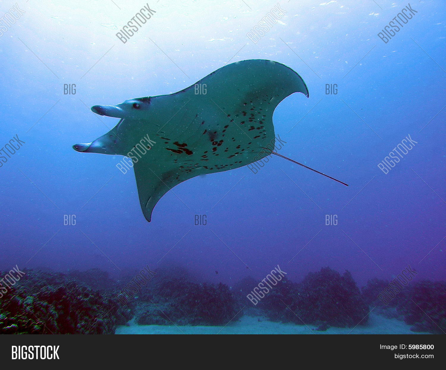 Shadow Manta Image & Photo (Free Trial) | Bigstock