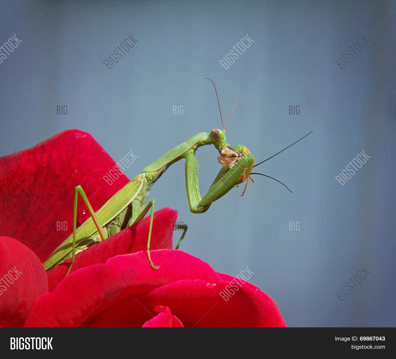 Praying Mantis Holding Image & Photo (Free Trial) | Bigstock
