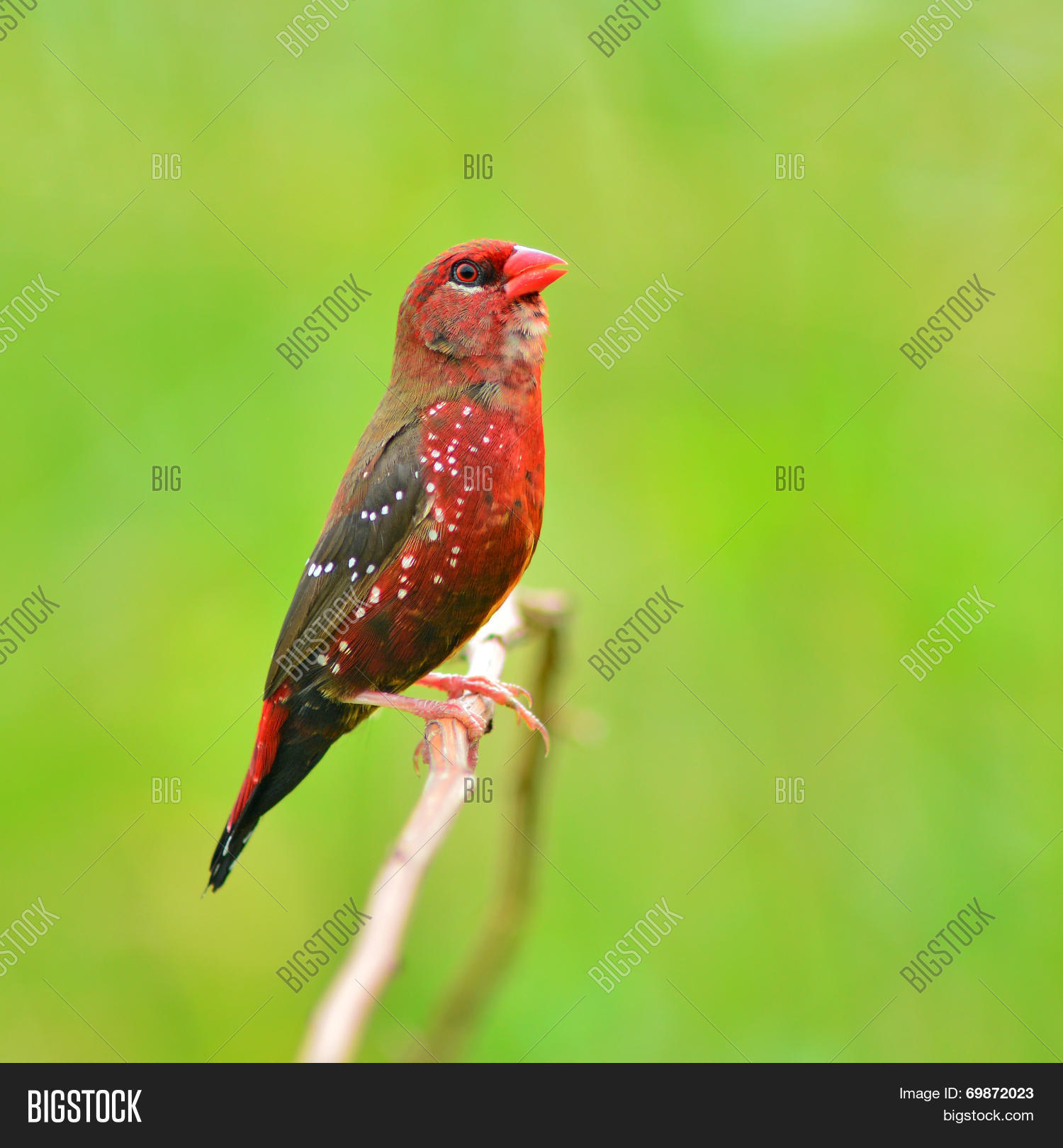 Red Avadavat Bird Image & Photo (Free Trial) | Bigstock