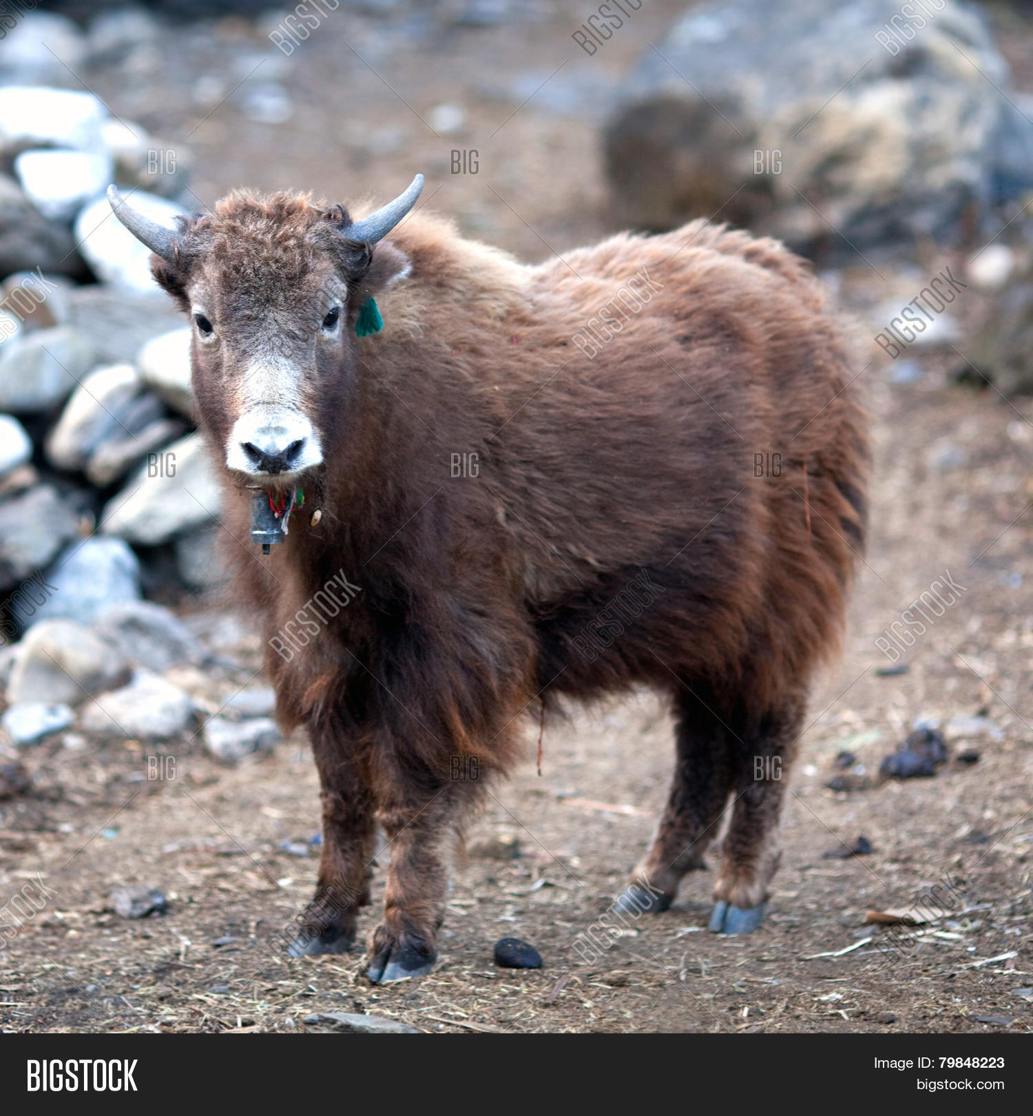 Young Dzo Yak Nepal Image & Photo (Free Trial) | Bigstock