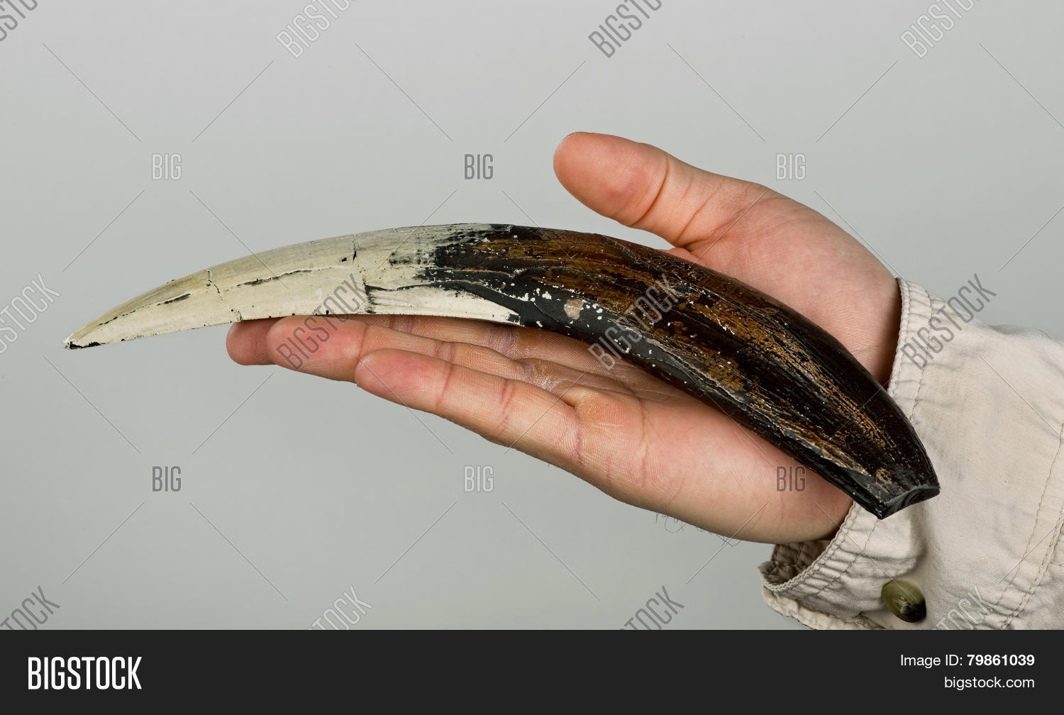 Sabor-toothed Tiger Image & Photo (Free Trial) | Bigstock