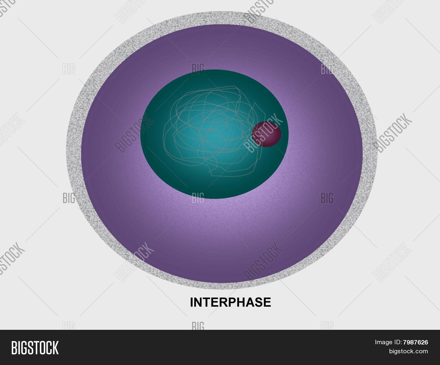 Cell Division Image & Photo (Free Trial) | Bigstock