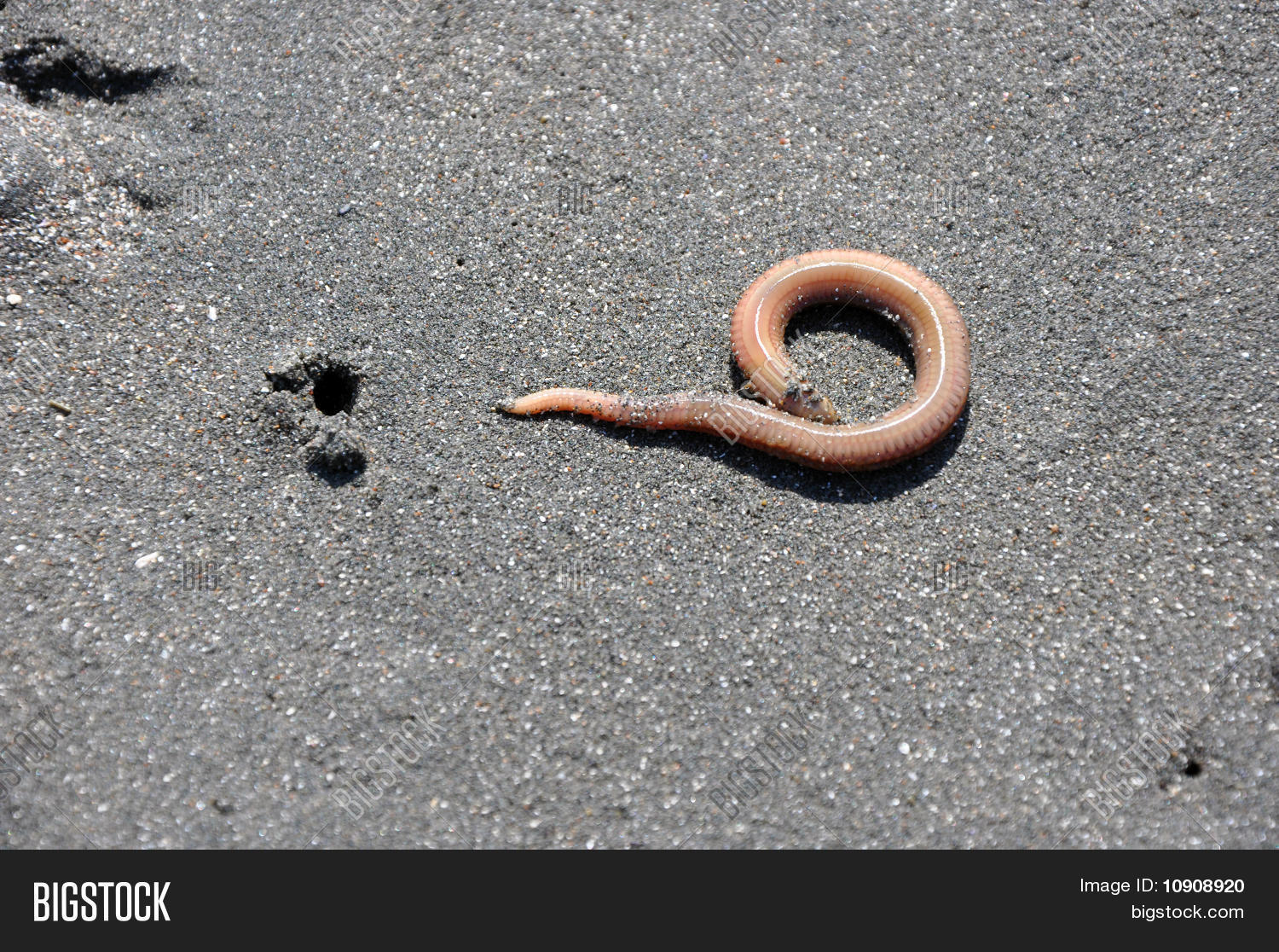 Polychaete Sea Worm Image & Photo (Free Trial) | Bigstock